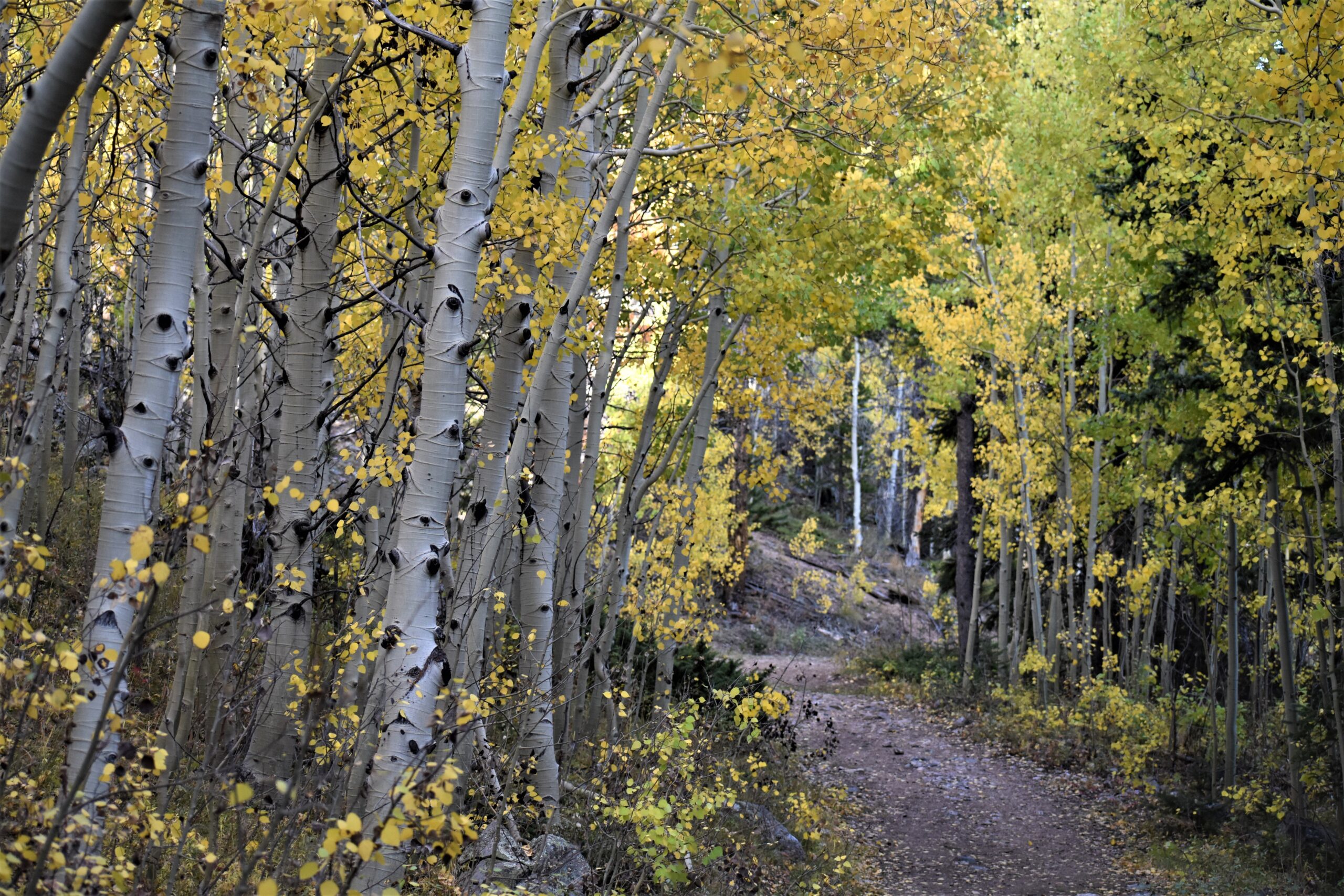 Aspen Roots – Carmel Mawle