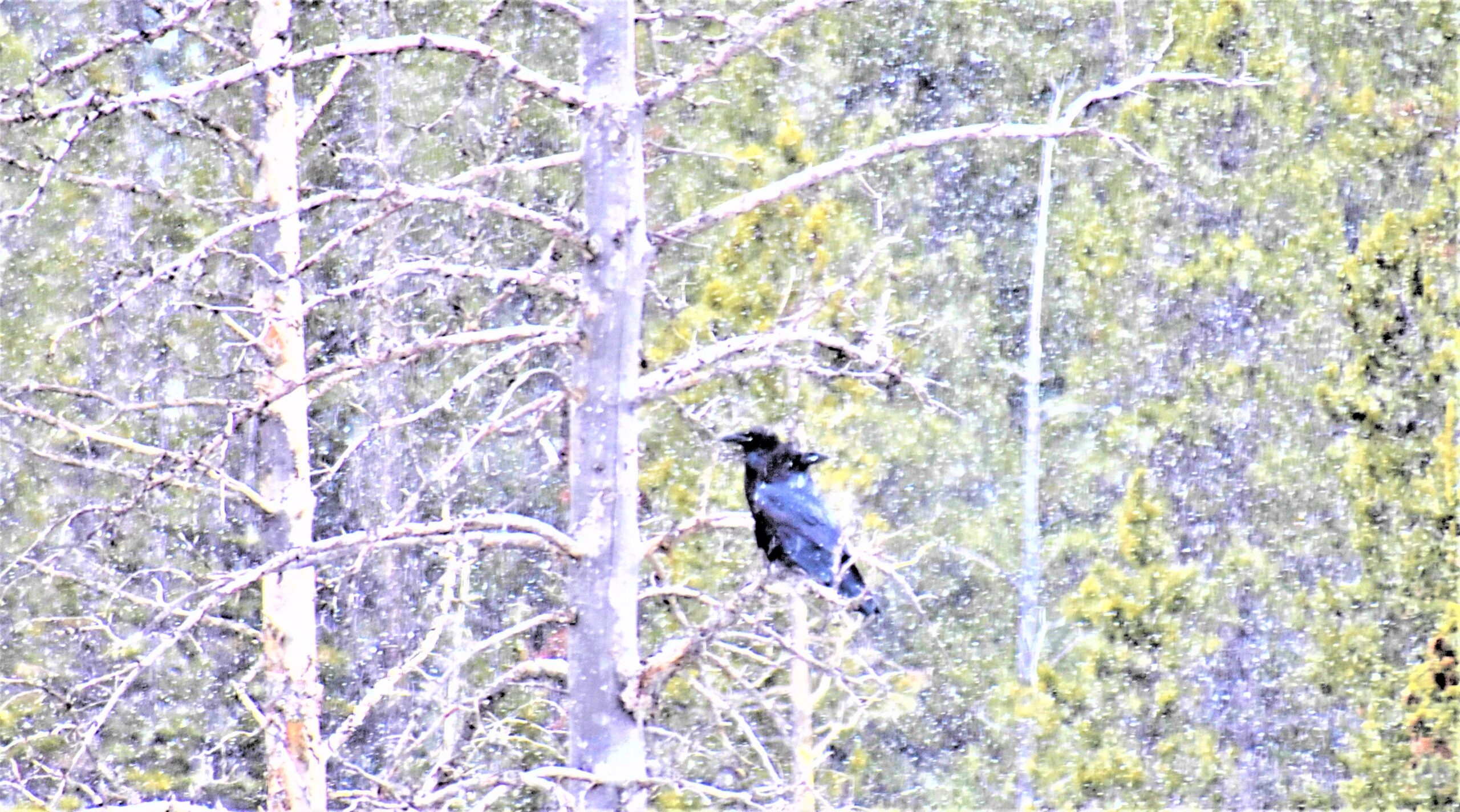 Ravens – Carmel Mawle