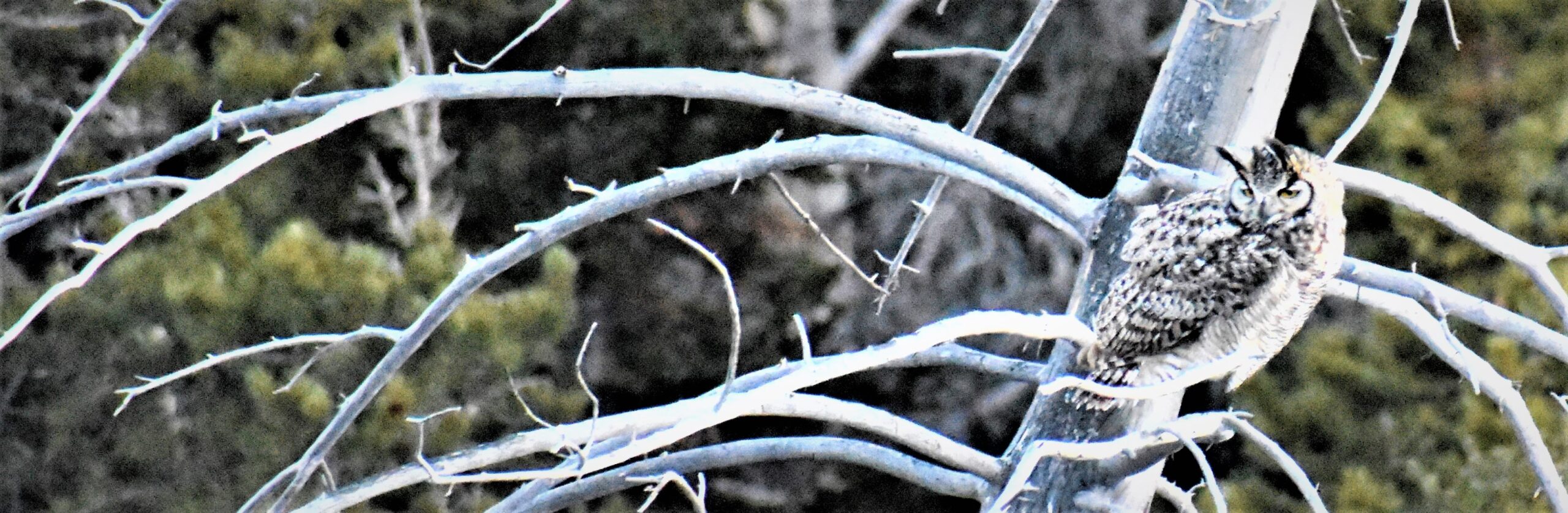 The Visitation – Carmel Mawle