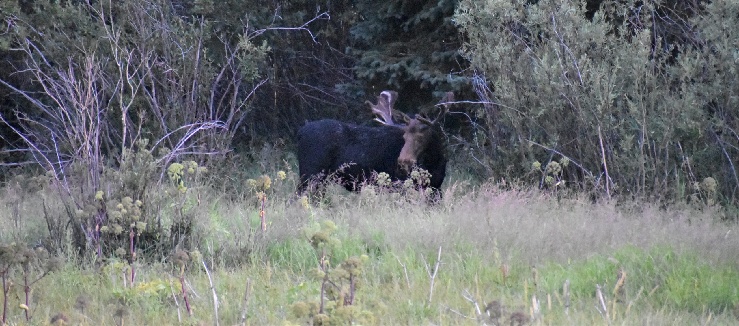 A Dream Materializing – Carmel Mawle